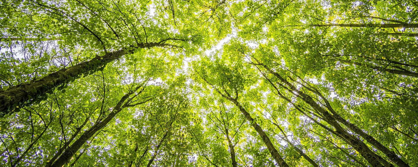 Kunk neue optik nachhaltigkeit klimaschutz 2030 wald 2